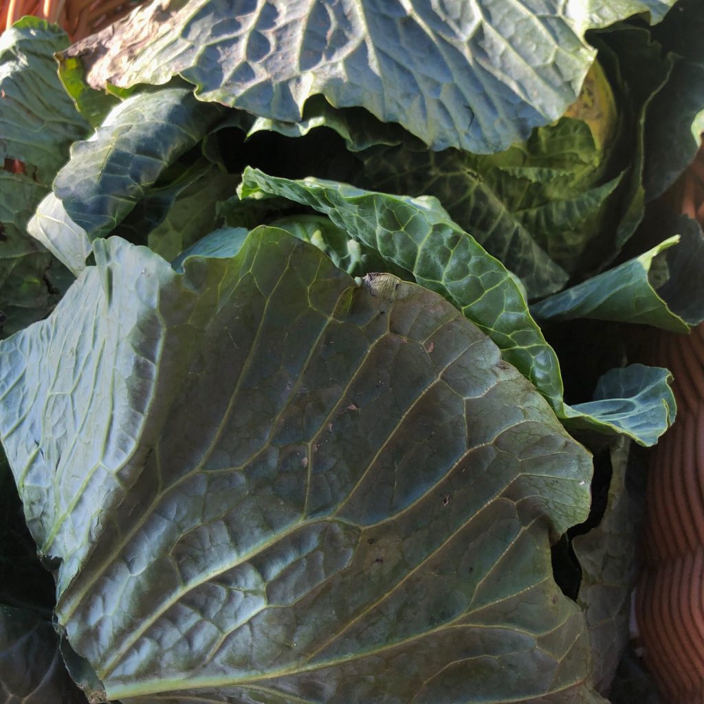 Primo Cabbage - Perryhill Orchards